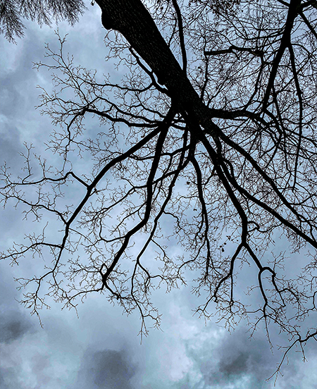 Branches of blessing - The Fellowship of Ailbe